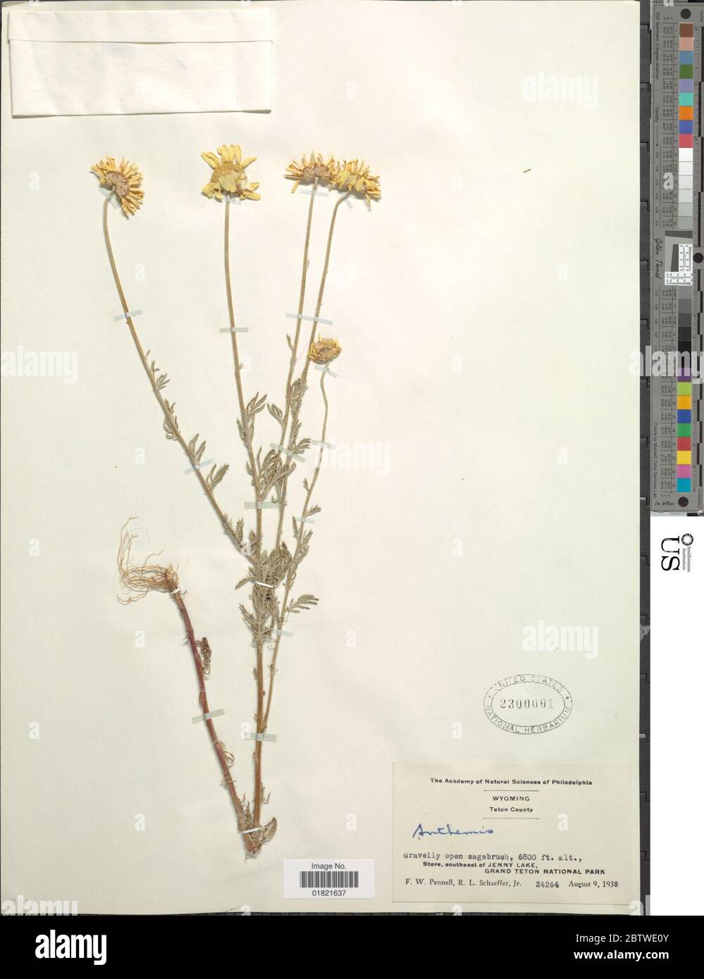 Anthemis sp hi-res stock photography and images - Alamy