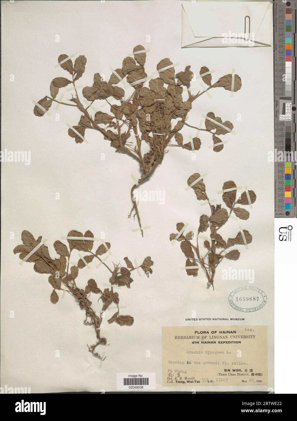 Arachis species hi-res stock photography and images - Alamy