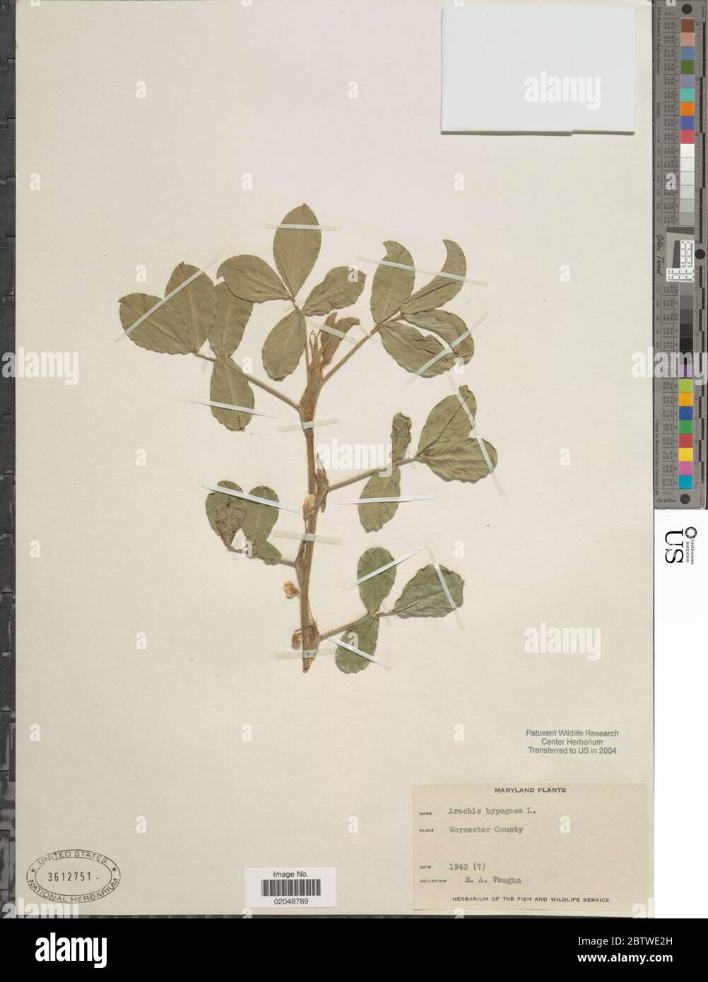 Arachis species hi-res stock photography and images - Alamy