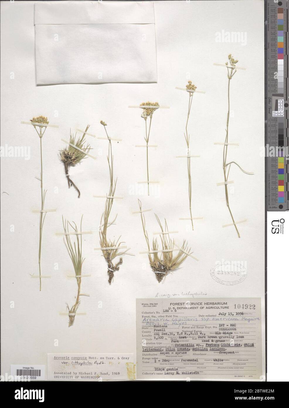 Lithophila hi-res stock photography and images - Alamy