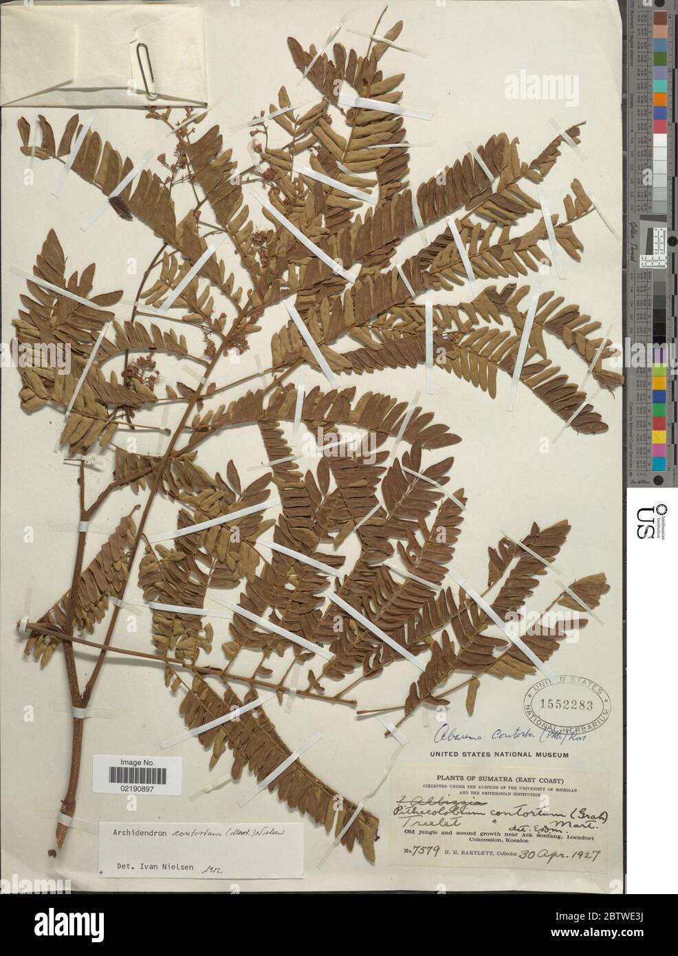 Archidendron contortum C Mart IC Nielsen Stock Photo - Alamy