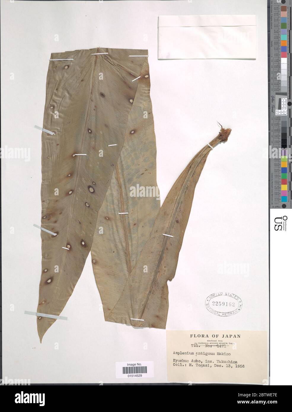 Asplenium antiquum Makino Stock Photo - Alamy
