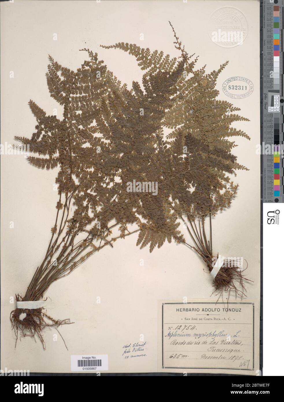 Cristatum hi-res stock photography and images - Alamy