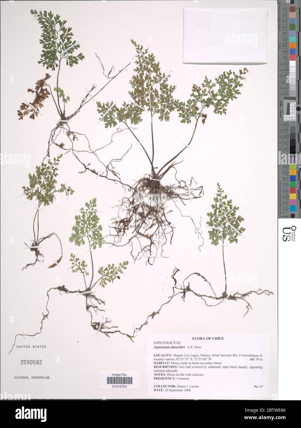 Asplenium dareoides Desv Stock Photo - Alamy