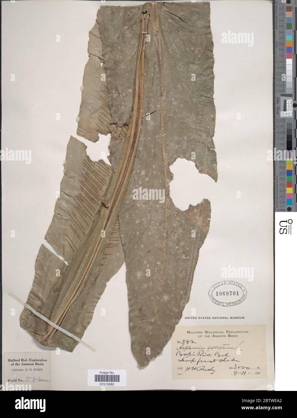 Asplenium serratum L Stock Photo - Alamy