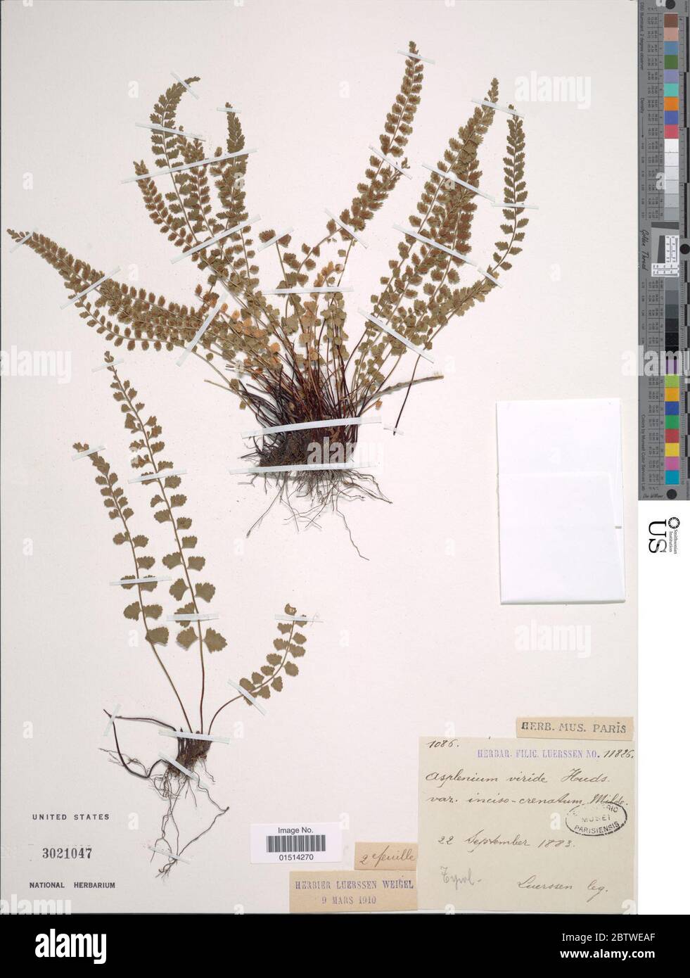 Asplenium Viride High Resolution Stock Photography and Images - Alamy