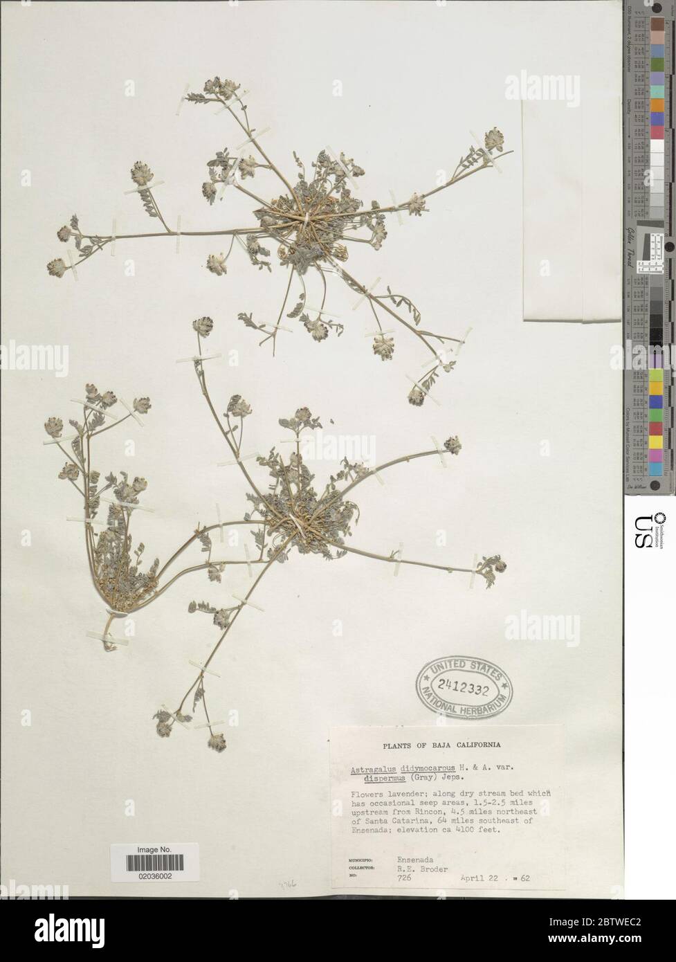 Didymocarpus hi-res stock photography and images - Alamy