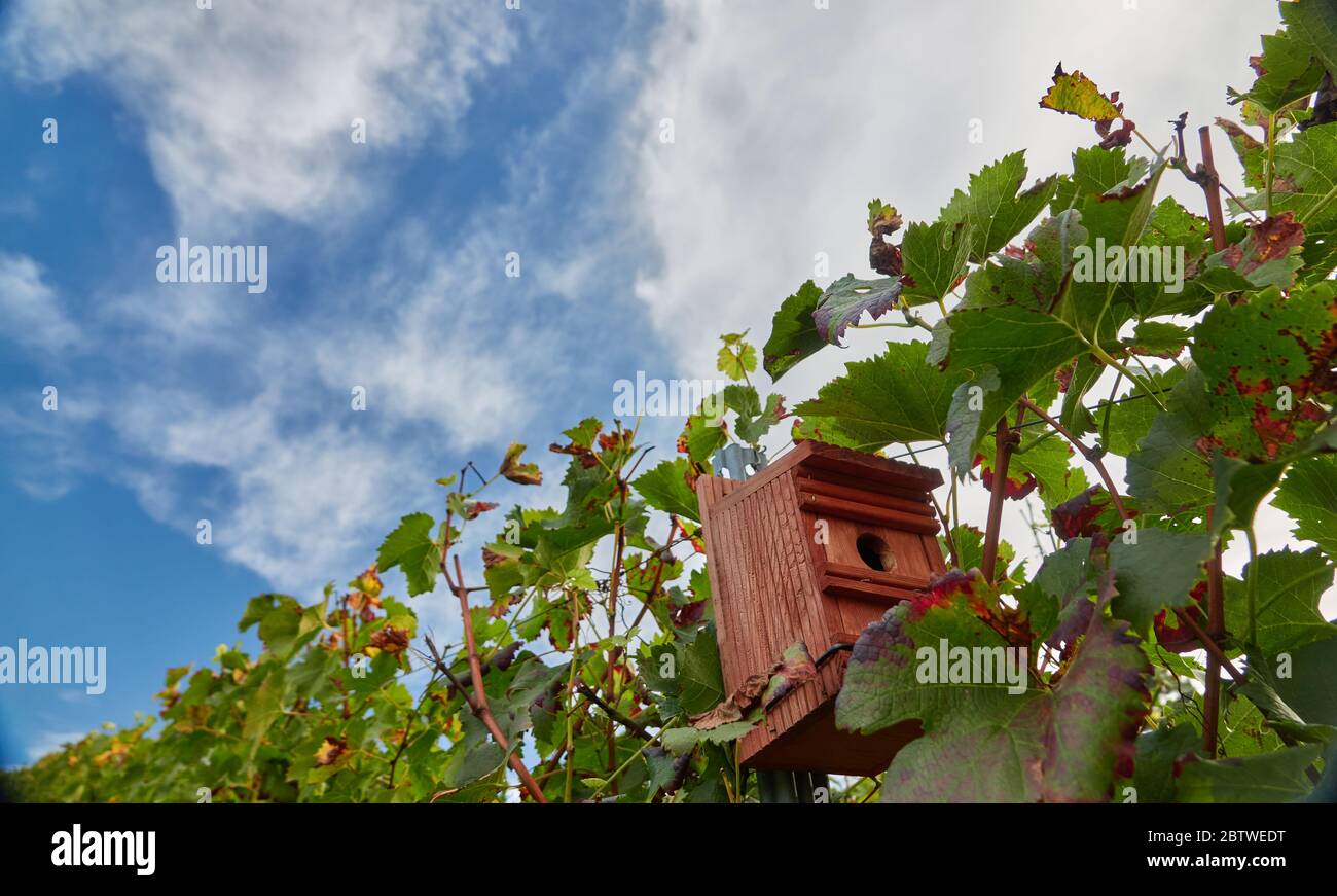 Bird house attached in the vineyards, Germany Stock Photo - Alamy