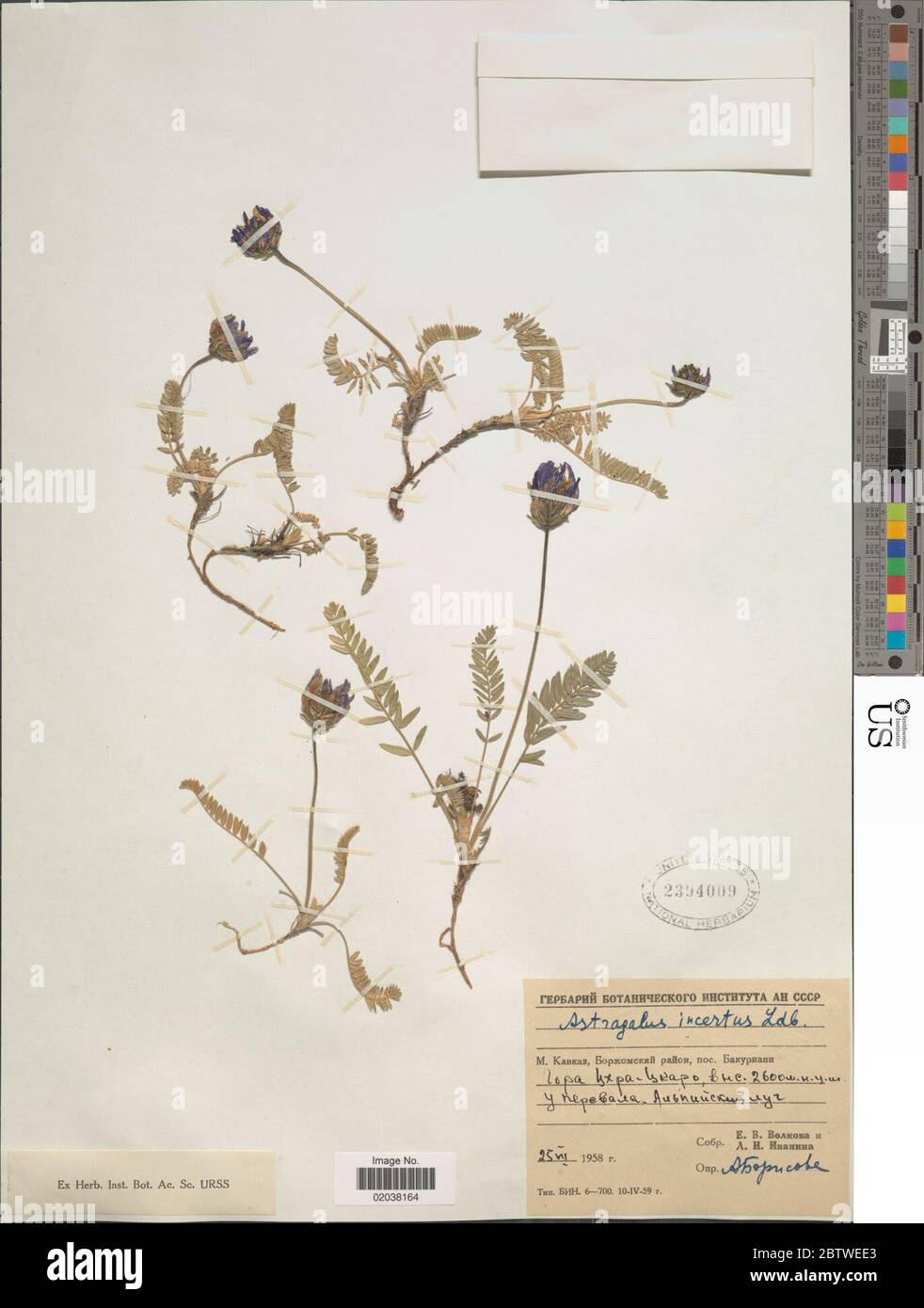 Astragalus plant hi-res stock photography and images - Alamy