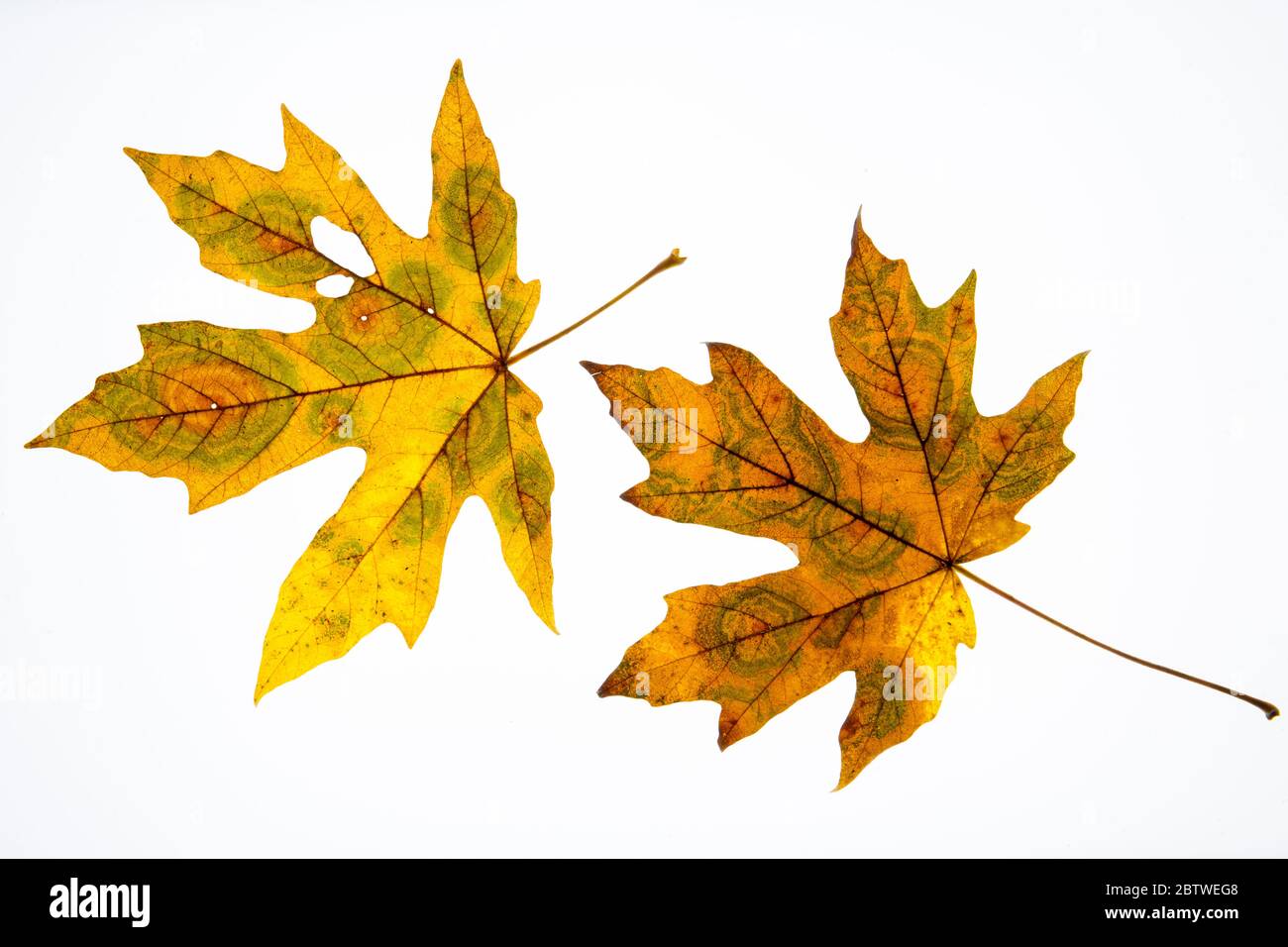 Two decaying golden yellow maple leaves on white background Stock Photo ...