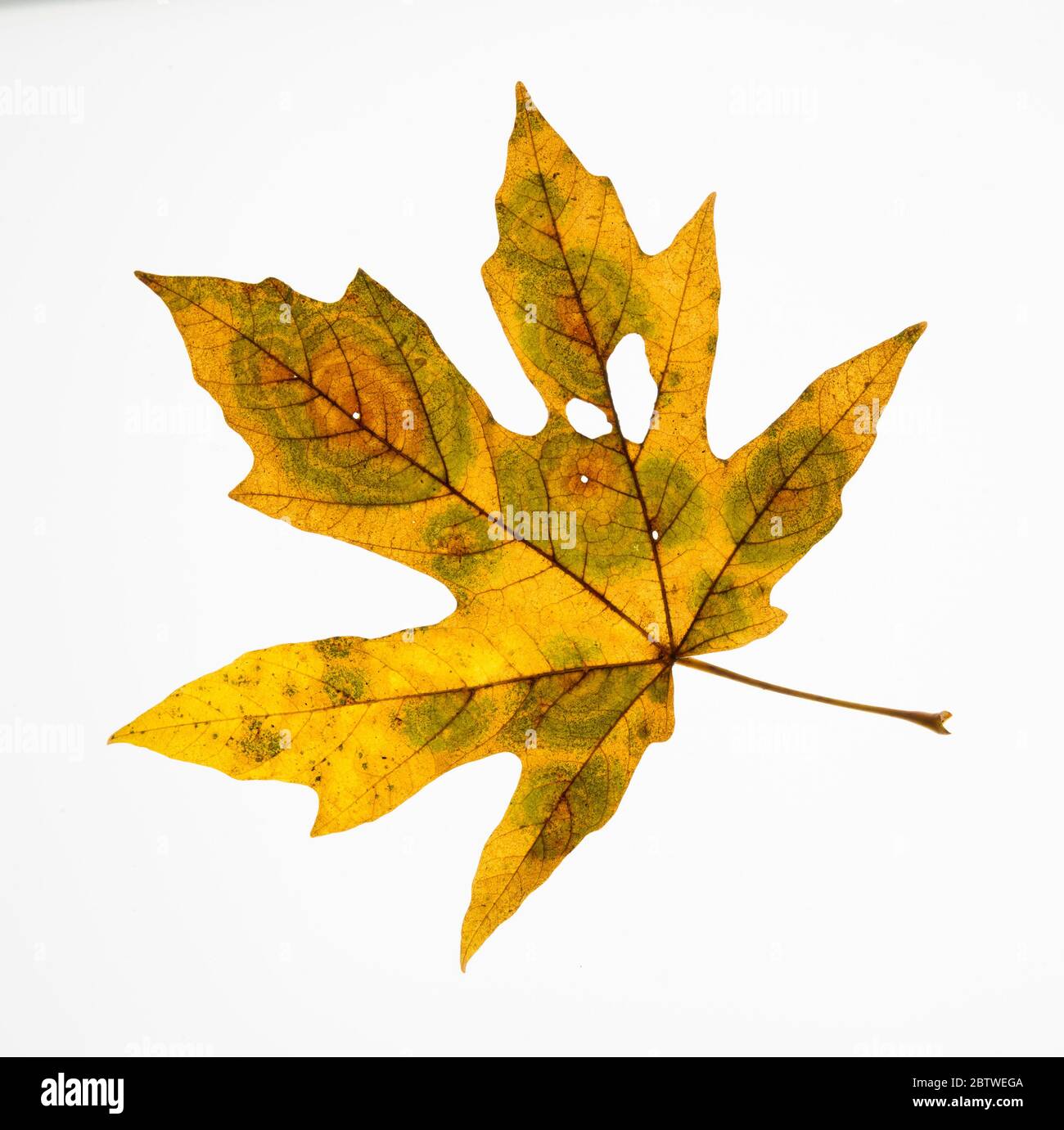 Decaying maple leaf on white background Stock Photo - Alamy