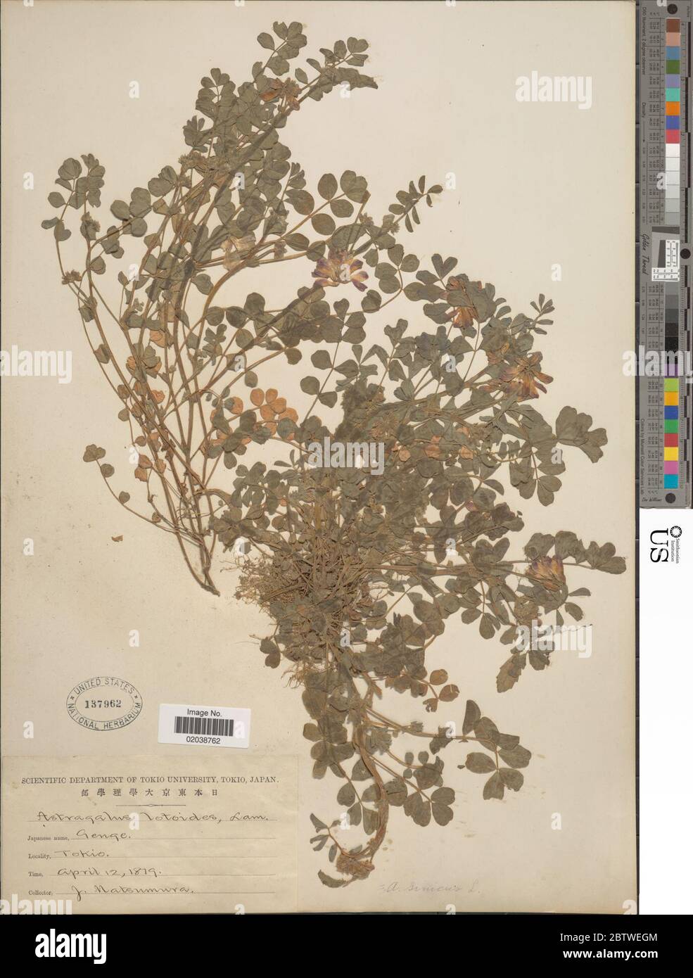 Sinicus hi-res stock photography and images - Alamy