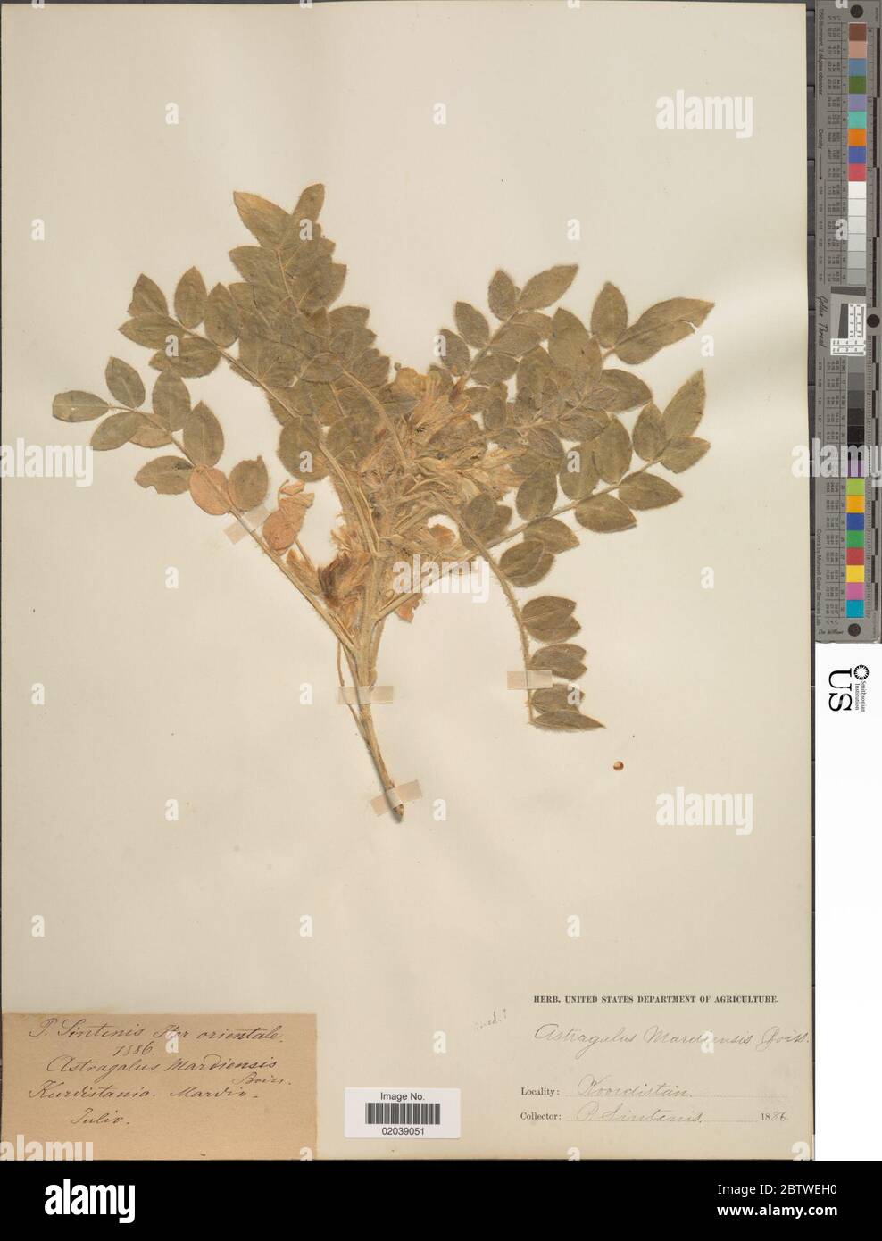 Astragalus sp hi-res stock photography and images - Alamy