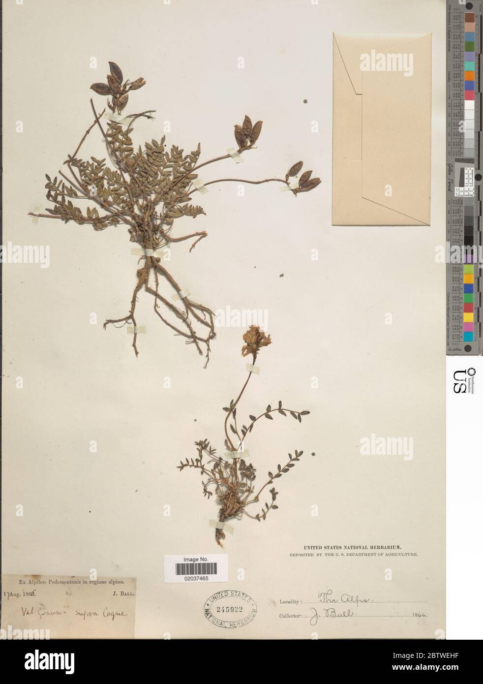 Astragalus sp hi-res stock photography and images - Alamy