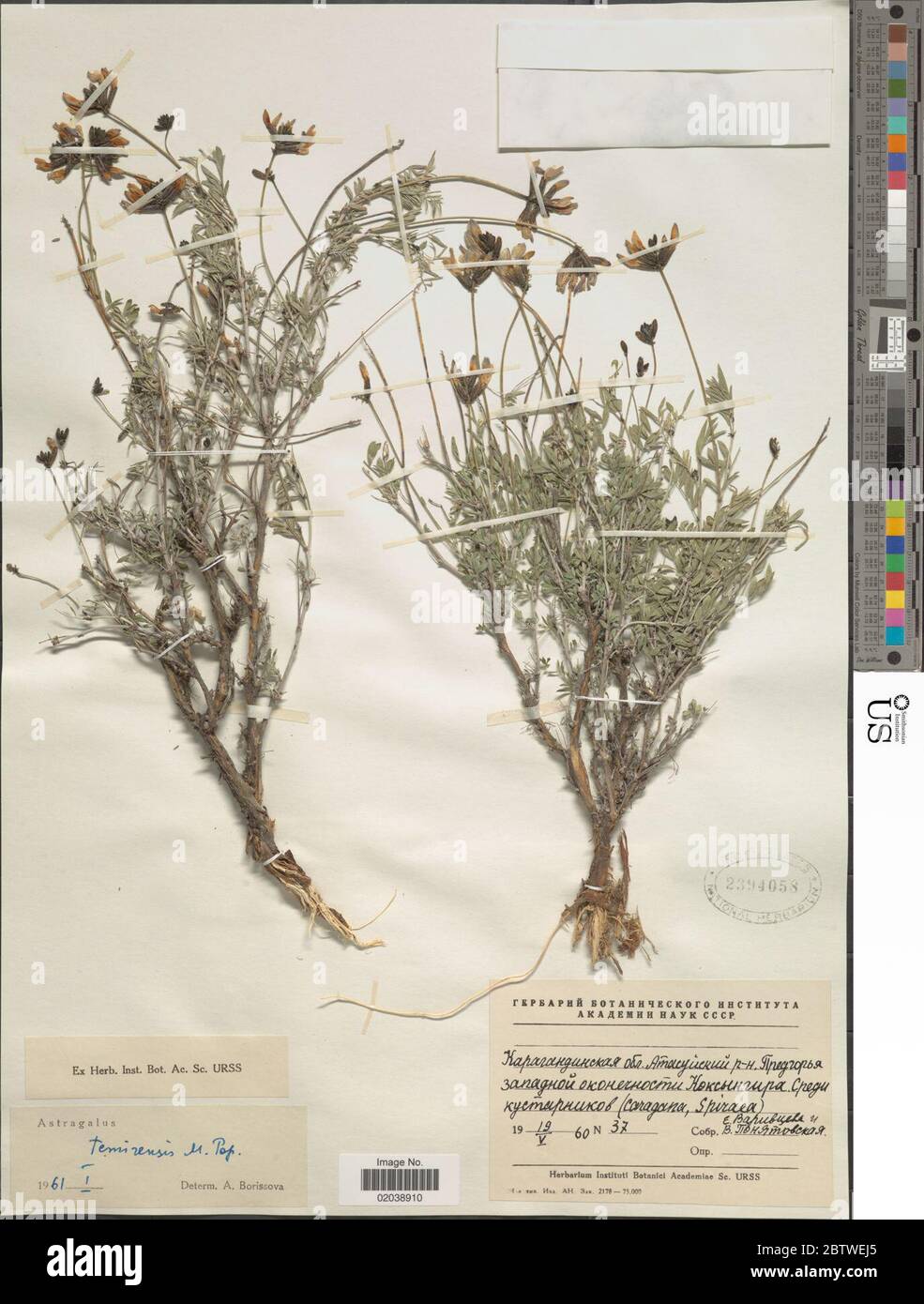 Plant astragalus genus hi-res stock photography and images - Alamy