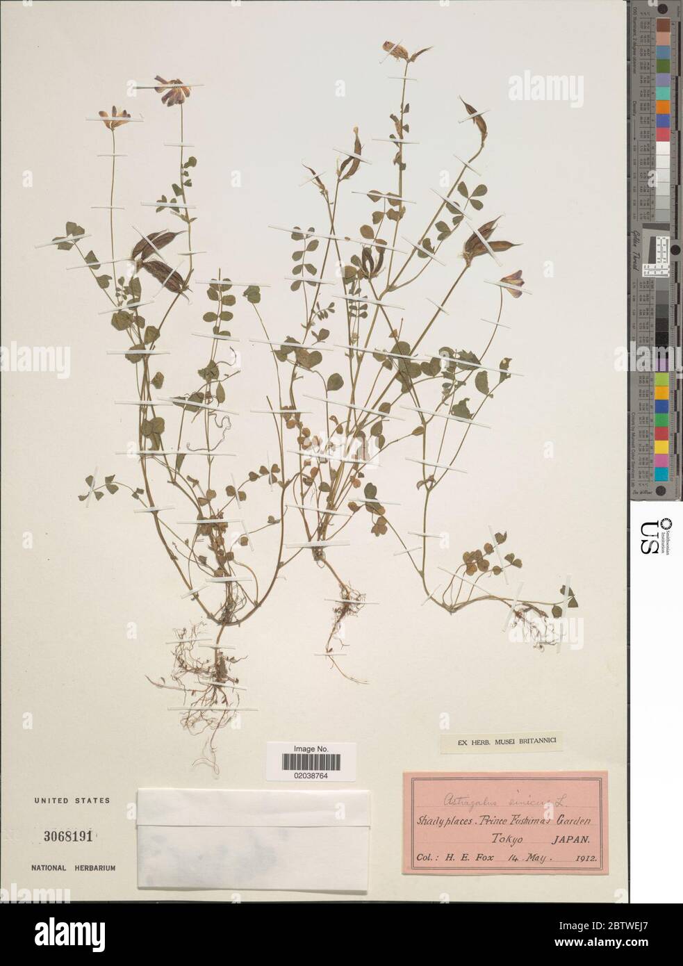 Sinicus hi-res stock photography and images - Alamy