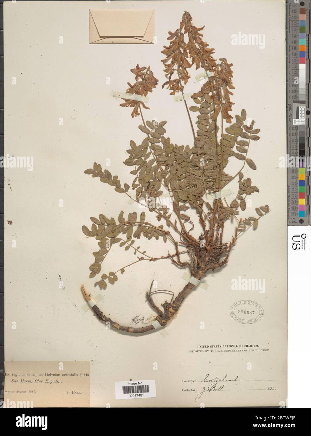 Astragalus sp hi-res stock photography and images - Alamy
