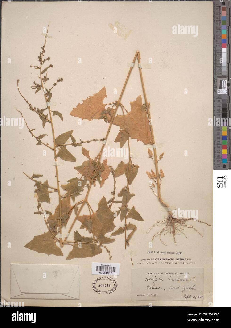 Atriplex hastata L Stock Photo - Alamy