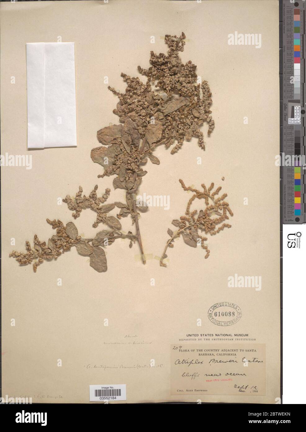 Atriplex lentiformis hi-res stock photography and images - Alamy