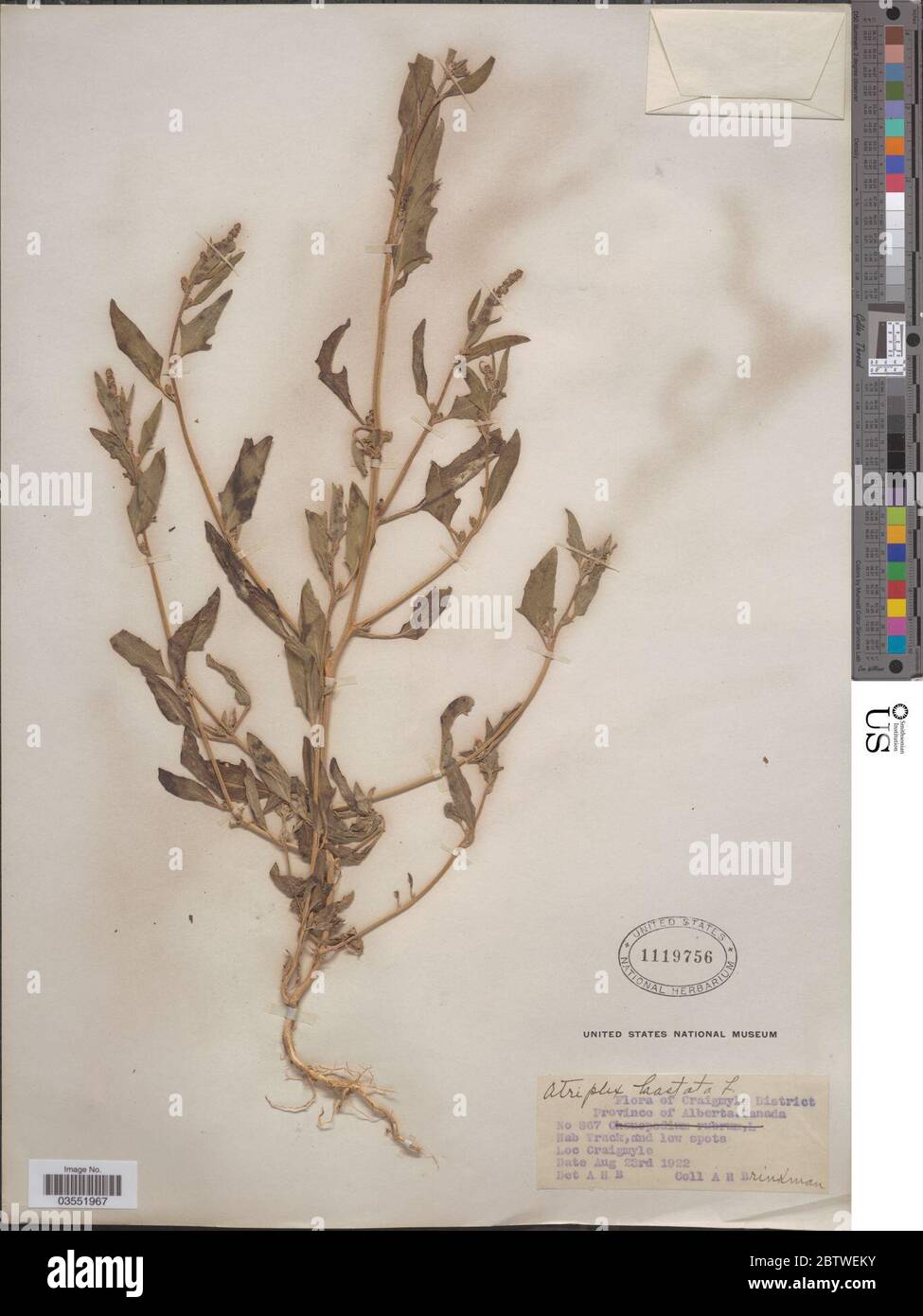 Atriplex hastata L Stock Photo - Alamy