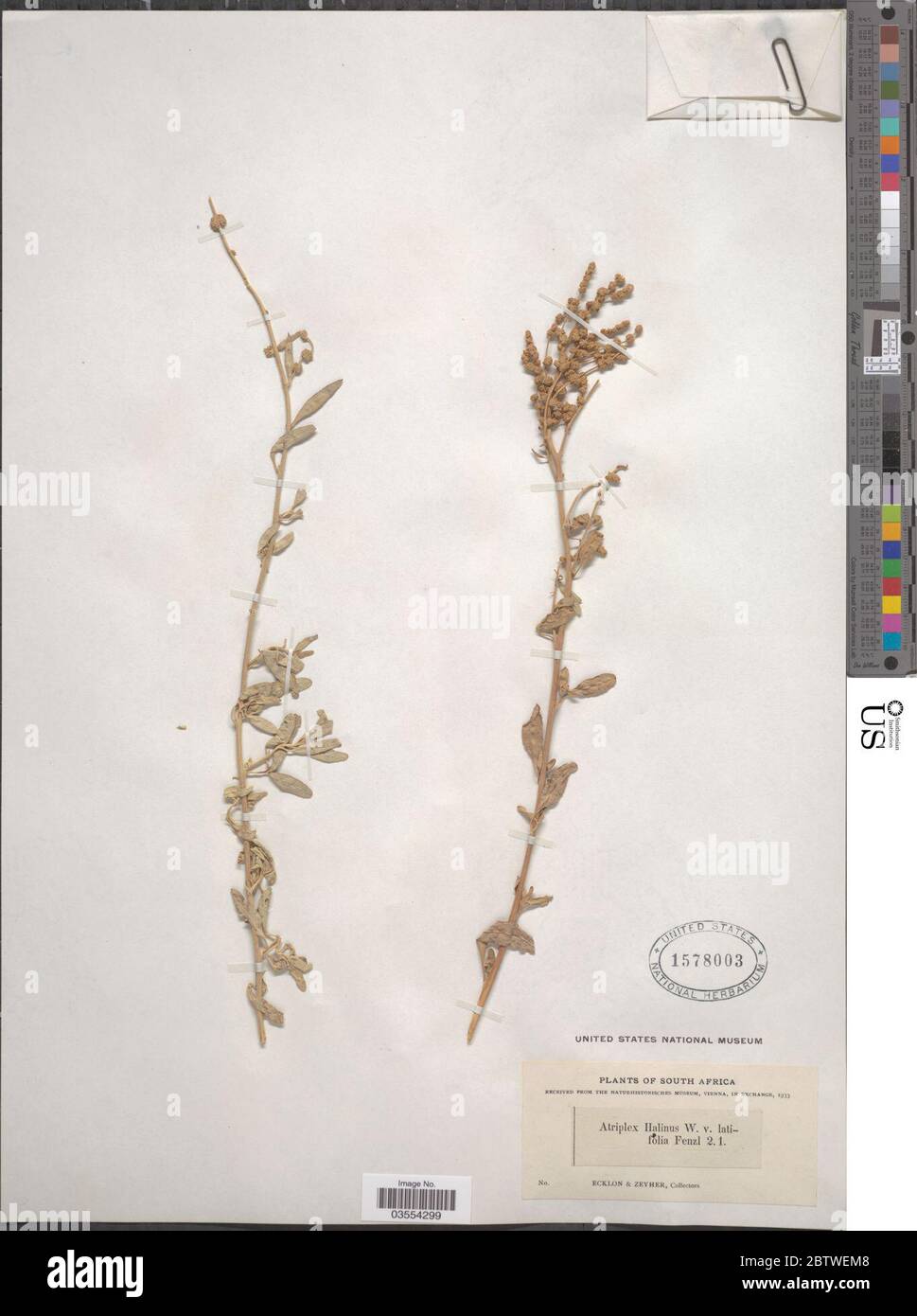 Atriplex halimus L Stock Photo - Alamy