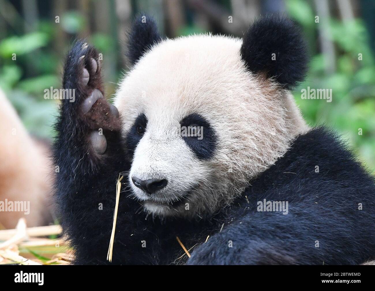 Beijing, China's Guangdong Province. 27th May, 2020. Giant panda ...
