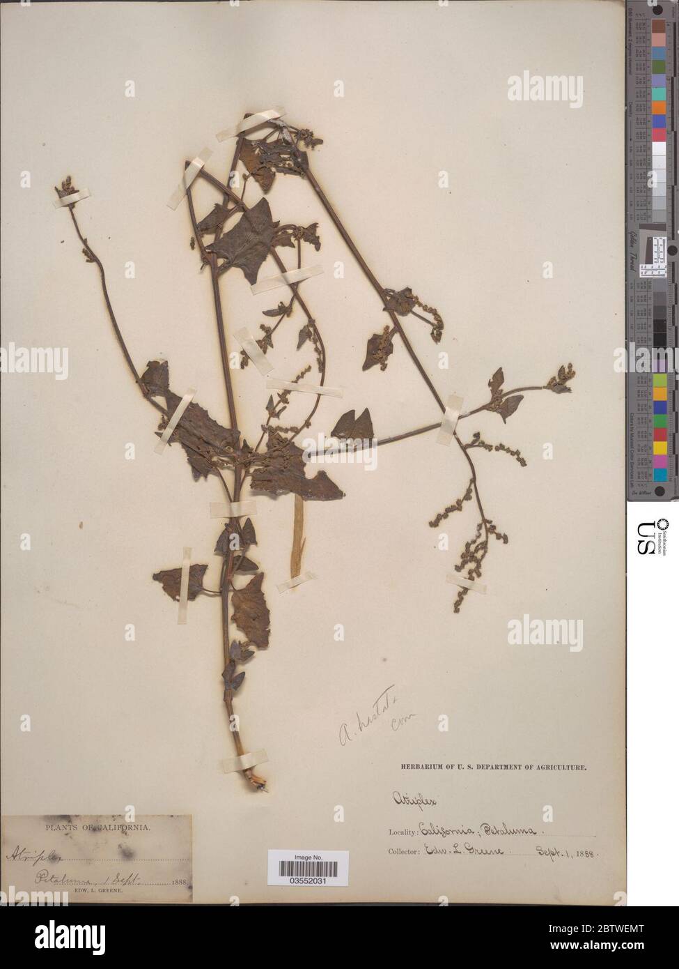 Atriplex hastata L Stock Photo - Alamy