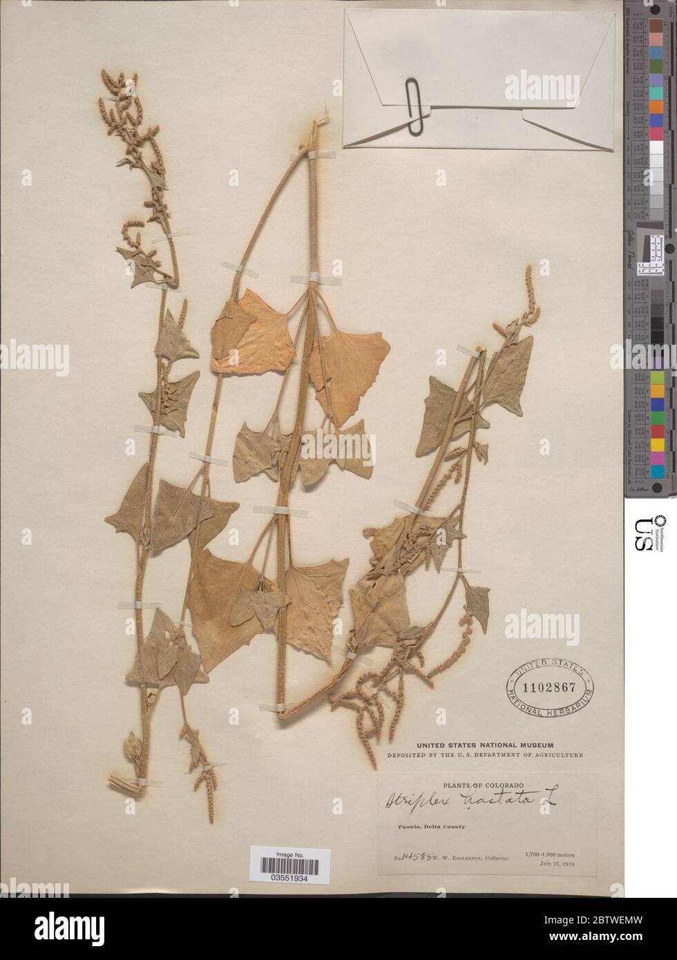 Atriplex hastata L Stock Photo - Alamy