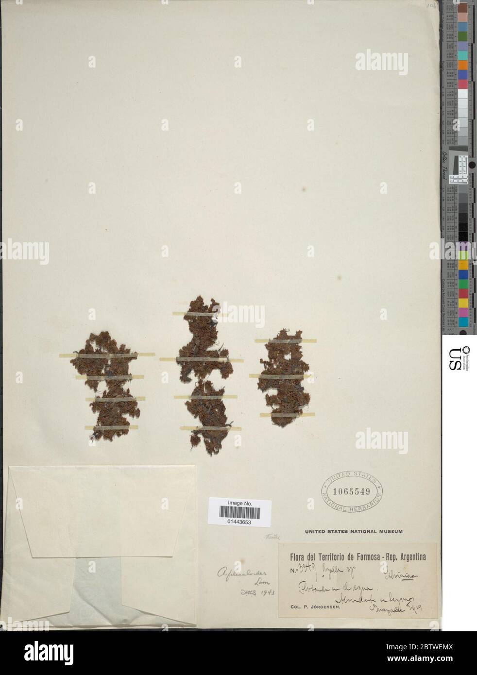 Azolla filiculoides Lam Stock Photo - Alamy