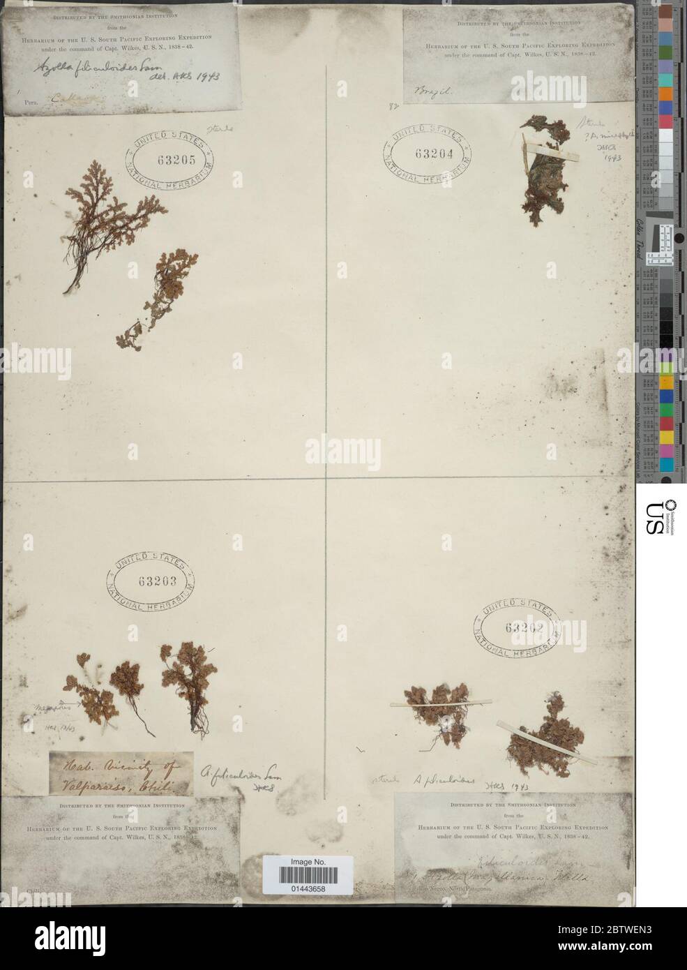 Azolla filiculoides Lam Stock Photo - Alamy