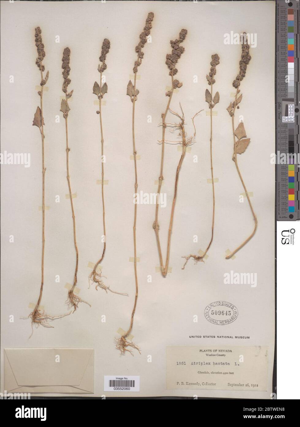 Atriplex hastata L Stock Photo - Alamy