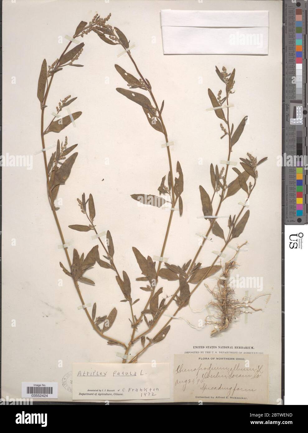 Atriplex patula L Stock Photo - Alamy