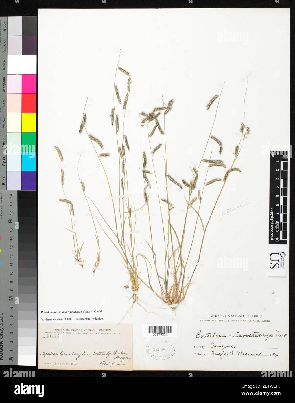 Rothrockii hi-res stock photography and images - Alamy