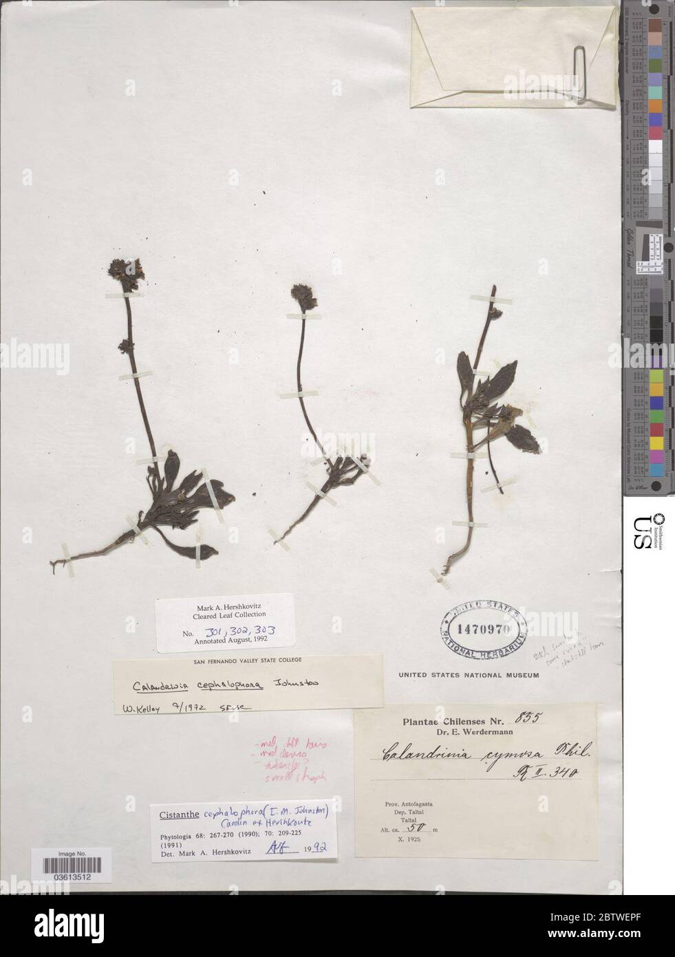 Cephalophora hi-res stock photography and images - Alamy