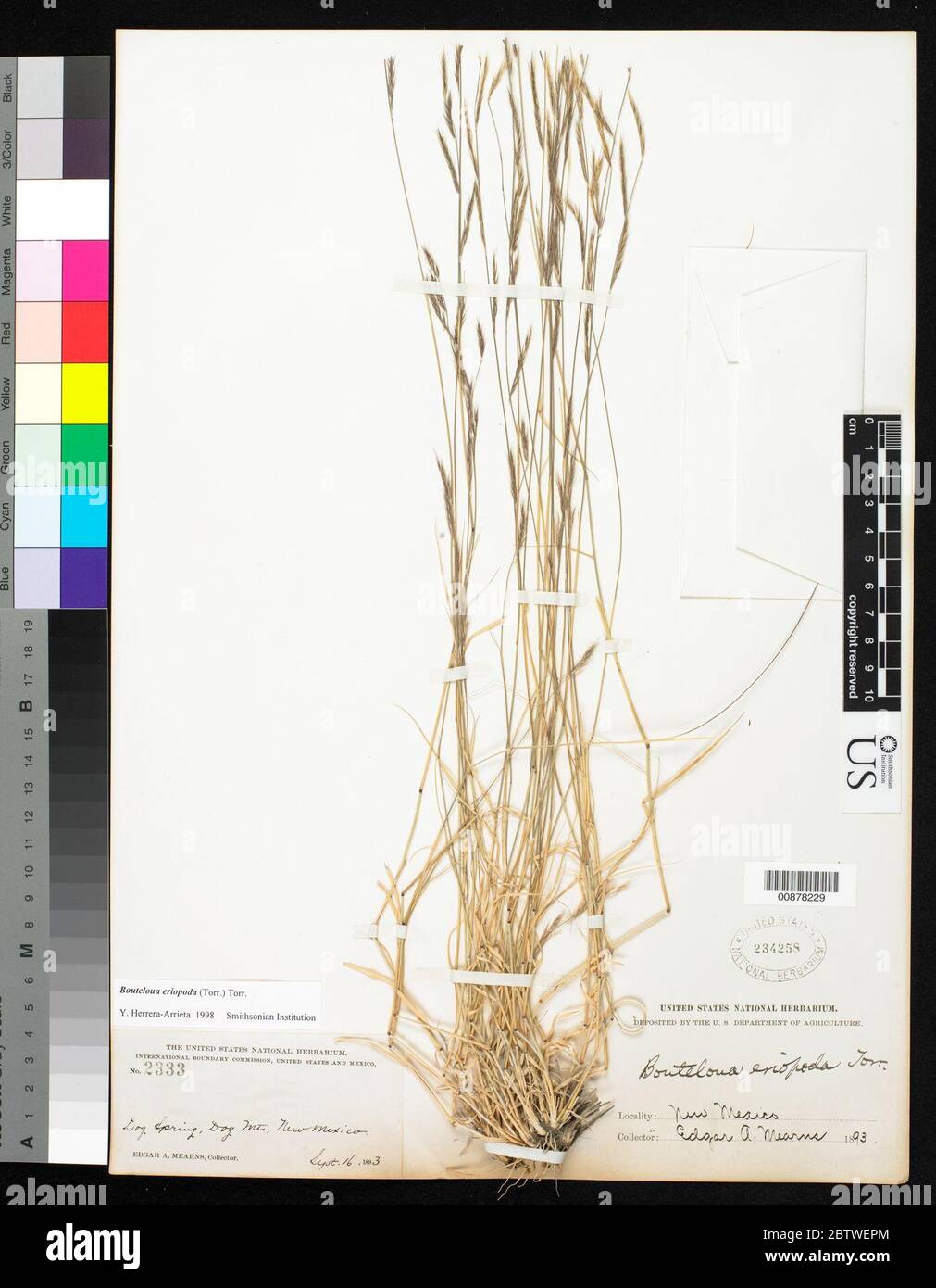 Bouteloua eriopoda hi-res stock photography and images - Alamy