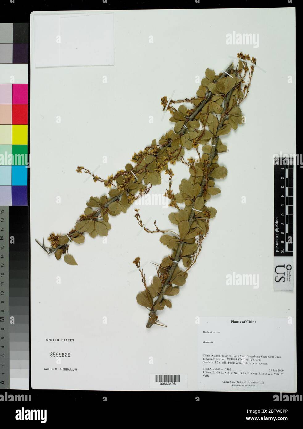 Berberis sp hi-res stock photography and images - Alamy