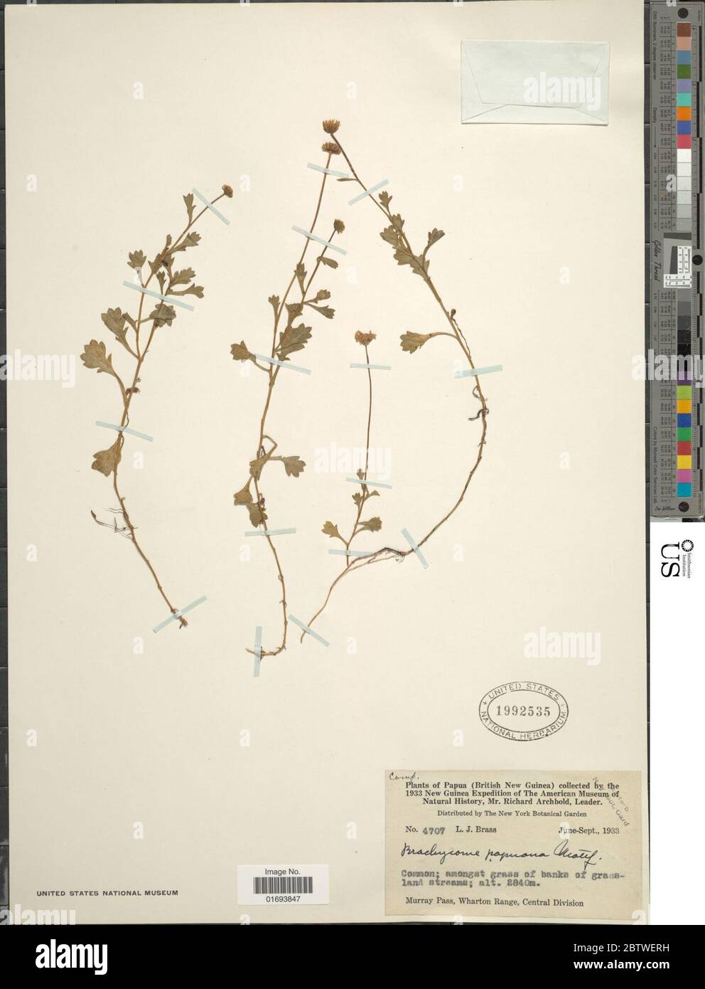 Brachycome hi-res stock photography and images - Alamy