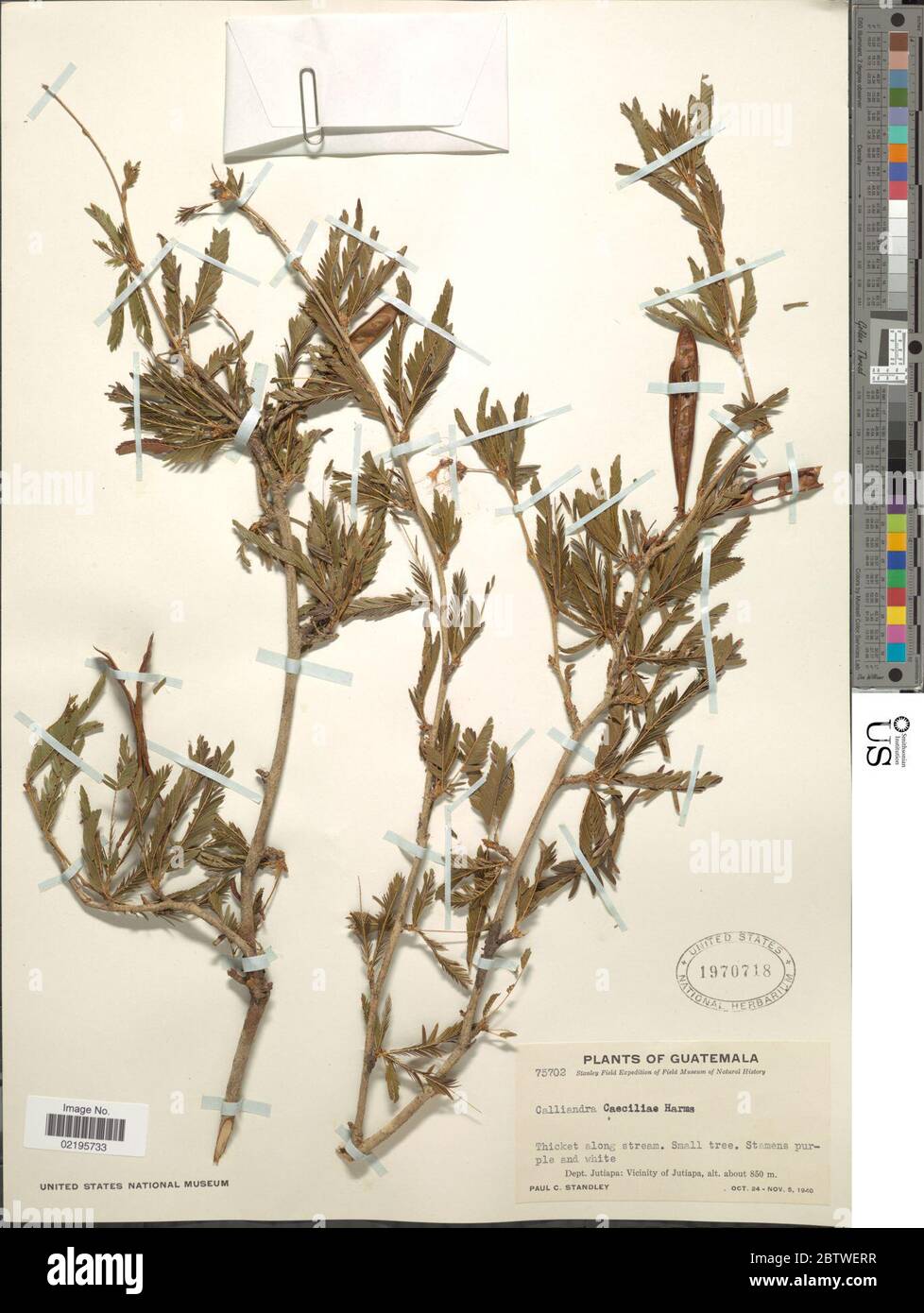 Calliandra genus hi-res stock photography and images - Alamy