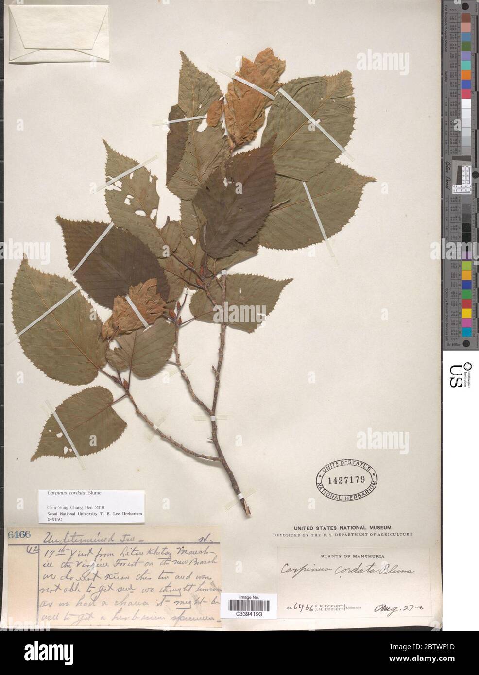 Carpinus cordata hi-res stock photography and images - Alamy