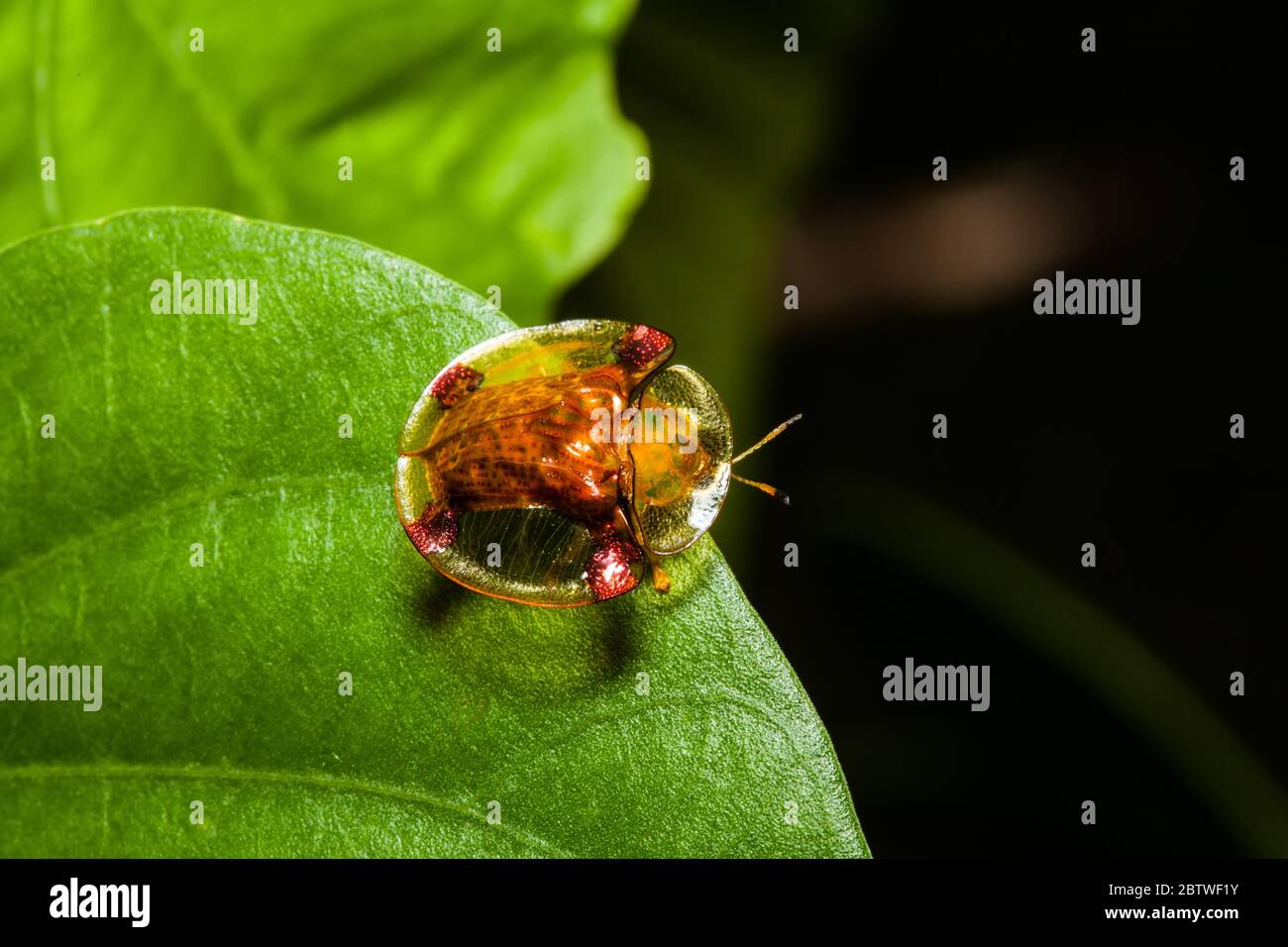 Golden tortoise hi-res stock photography and images - Alamy