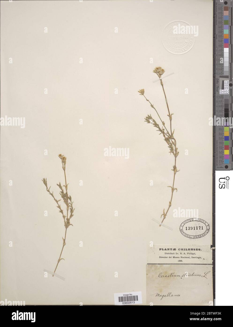 Cerastium strictum hi-res stock photography and images - Alamy