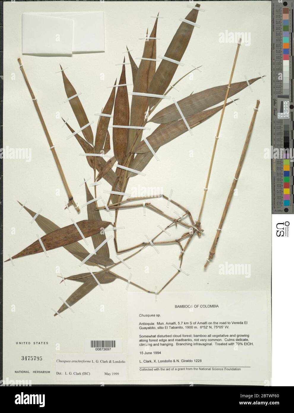 Chusquea arachniformis LG Clark Londoo Stock Photo - Alamy
