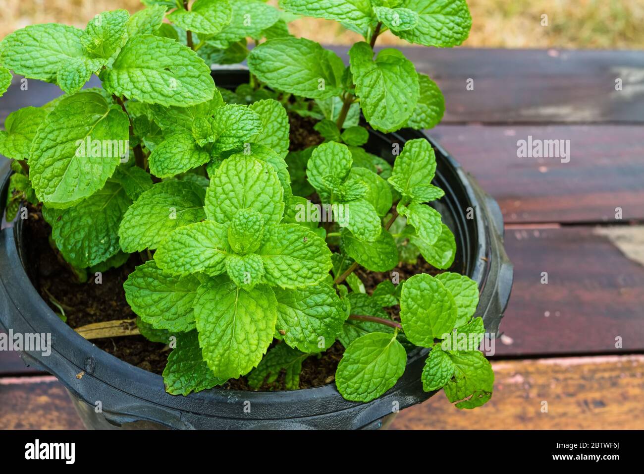 Kitchen Mint ( Mental cordifolia Opiz.) bush in pot on natural light ...