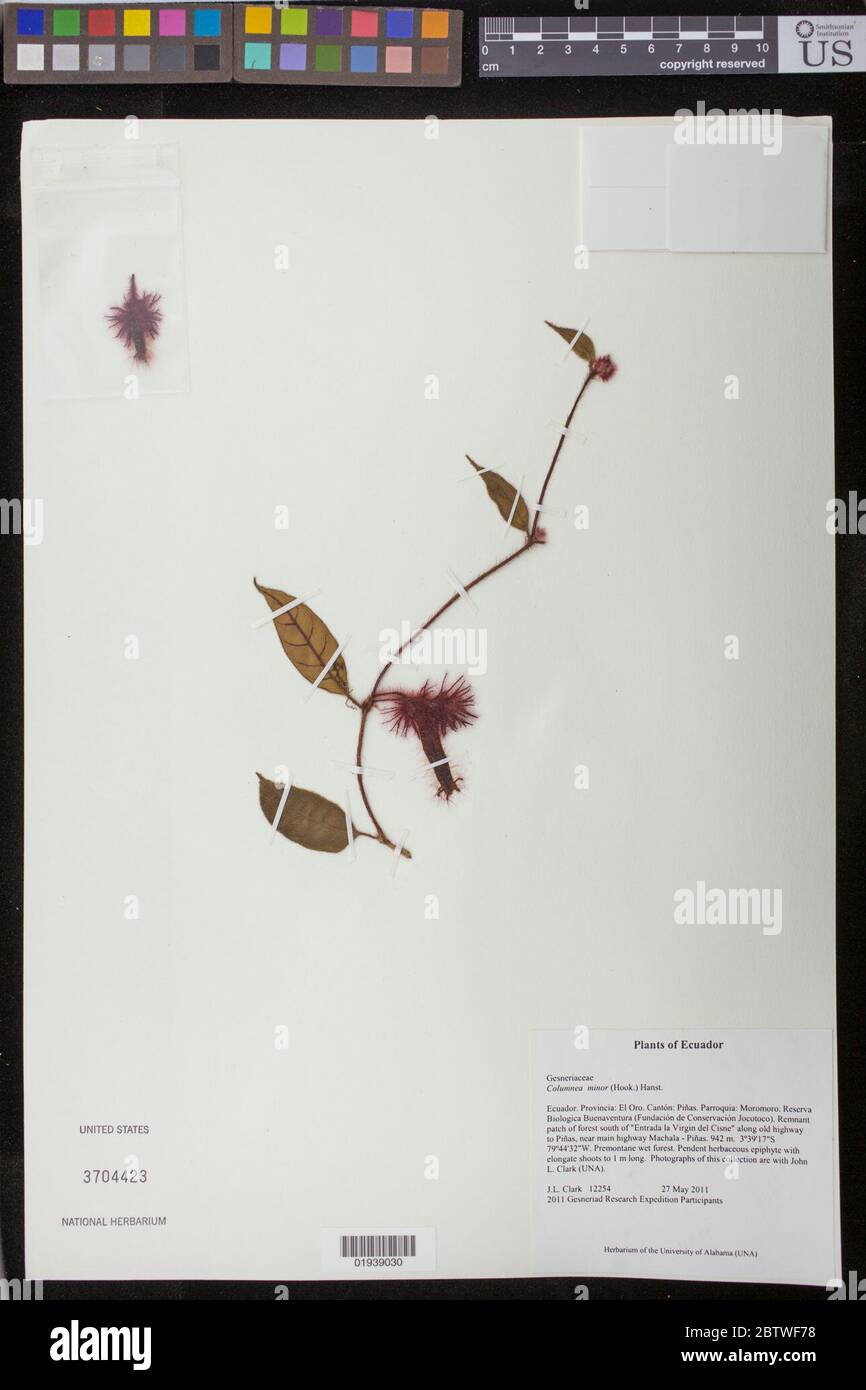 Columnea minor Hook Hanst Stock Photo - Alamy