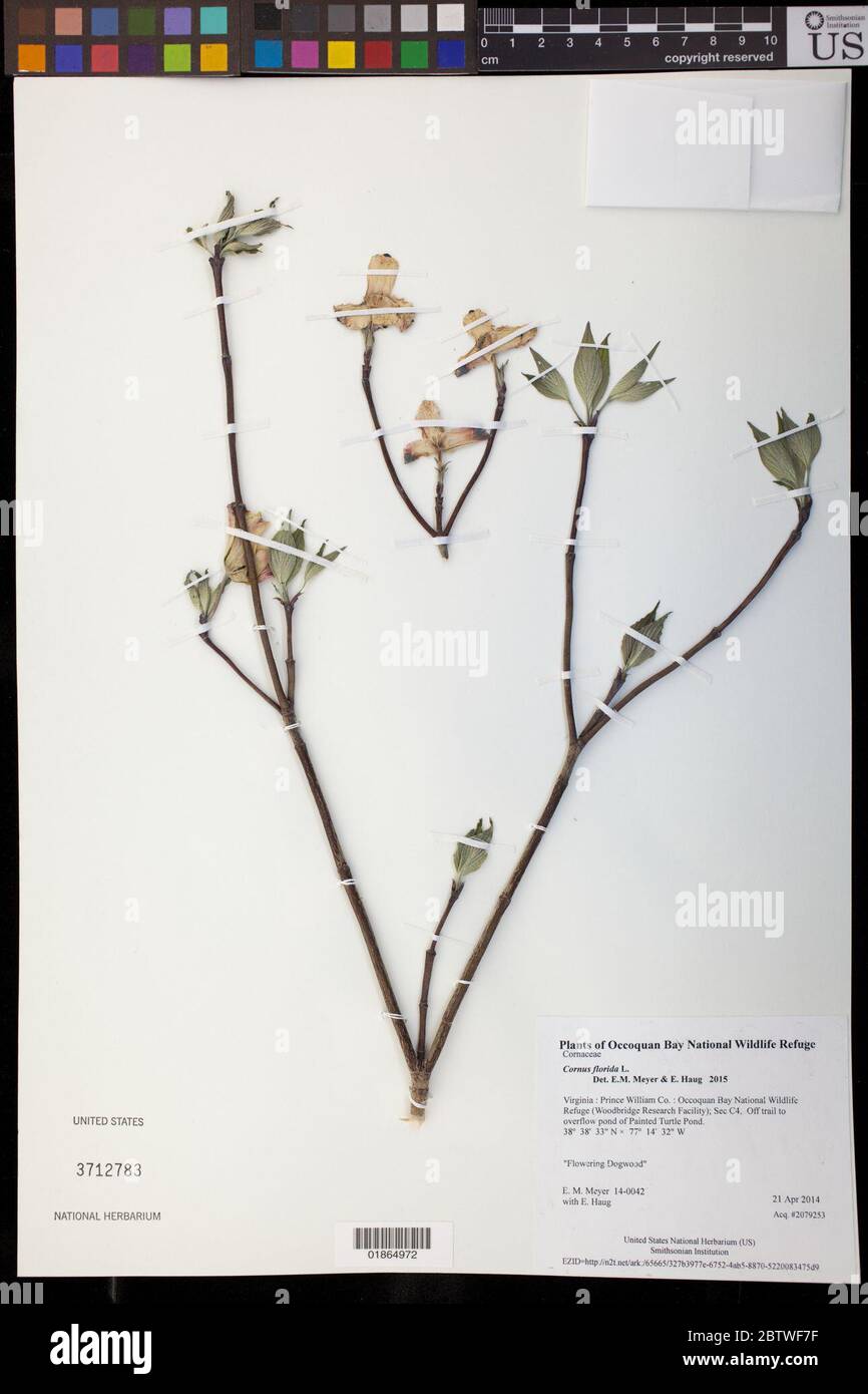 Cornus florida L Stock Photo - Alamy