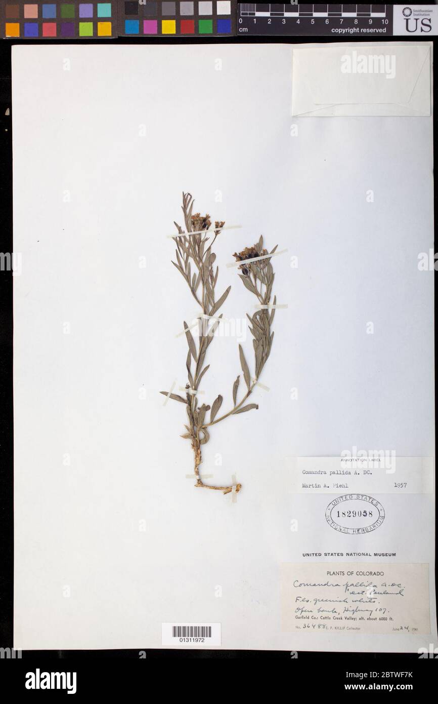 Comandra pallida hi-res stock photography and images - Alamy