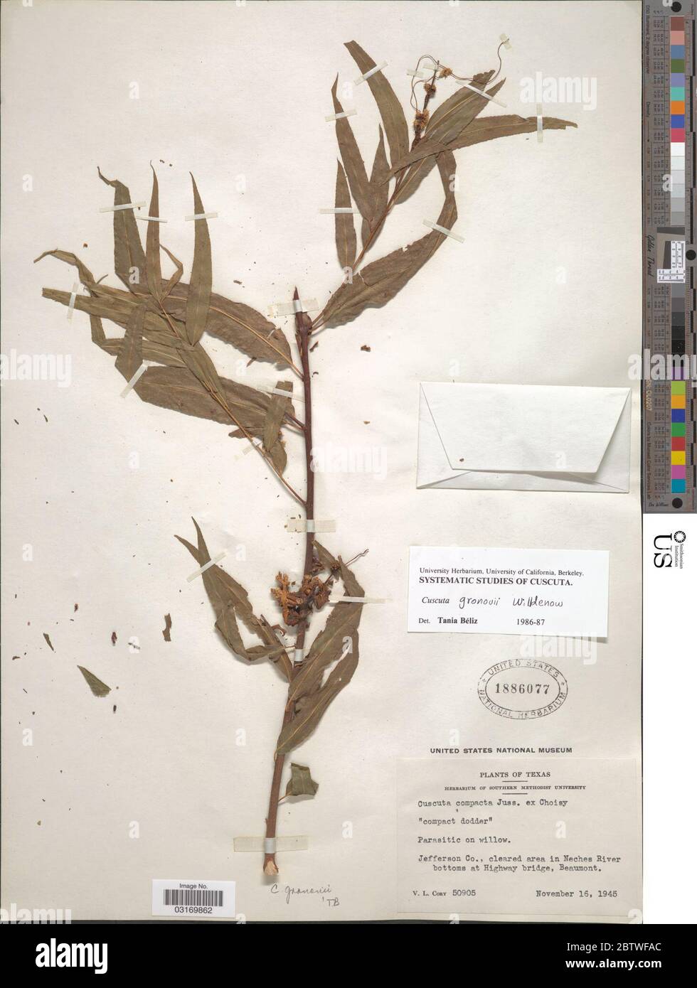 Gronovii hi-res stock photography and images - Alamy