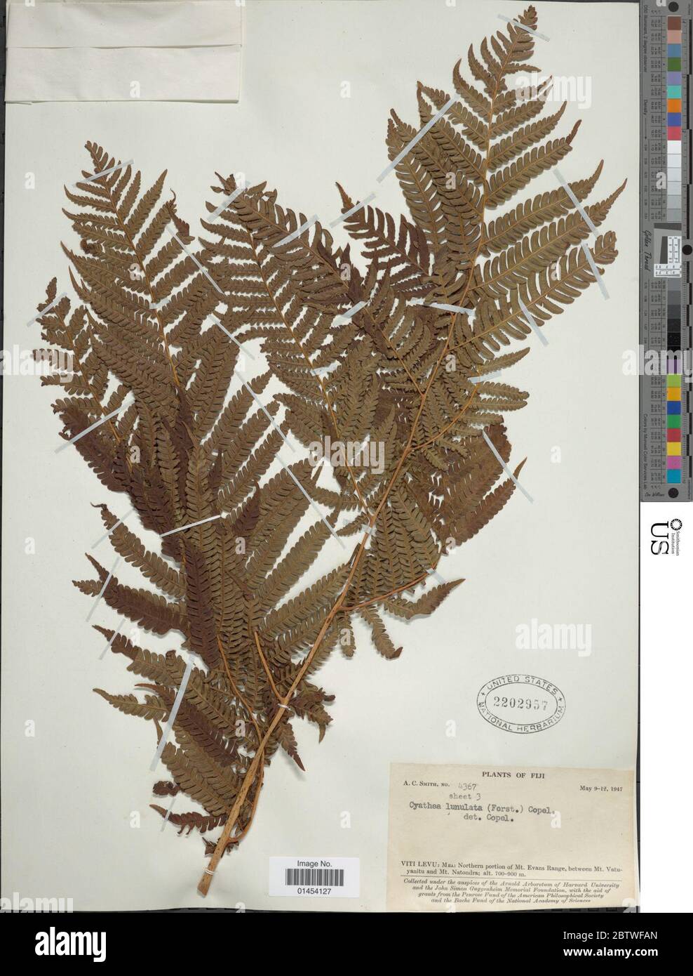Cyathea lunulata hi-res stock photography and images - Alamy
