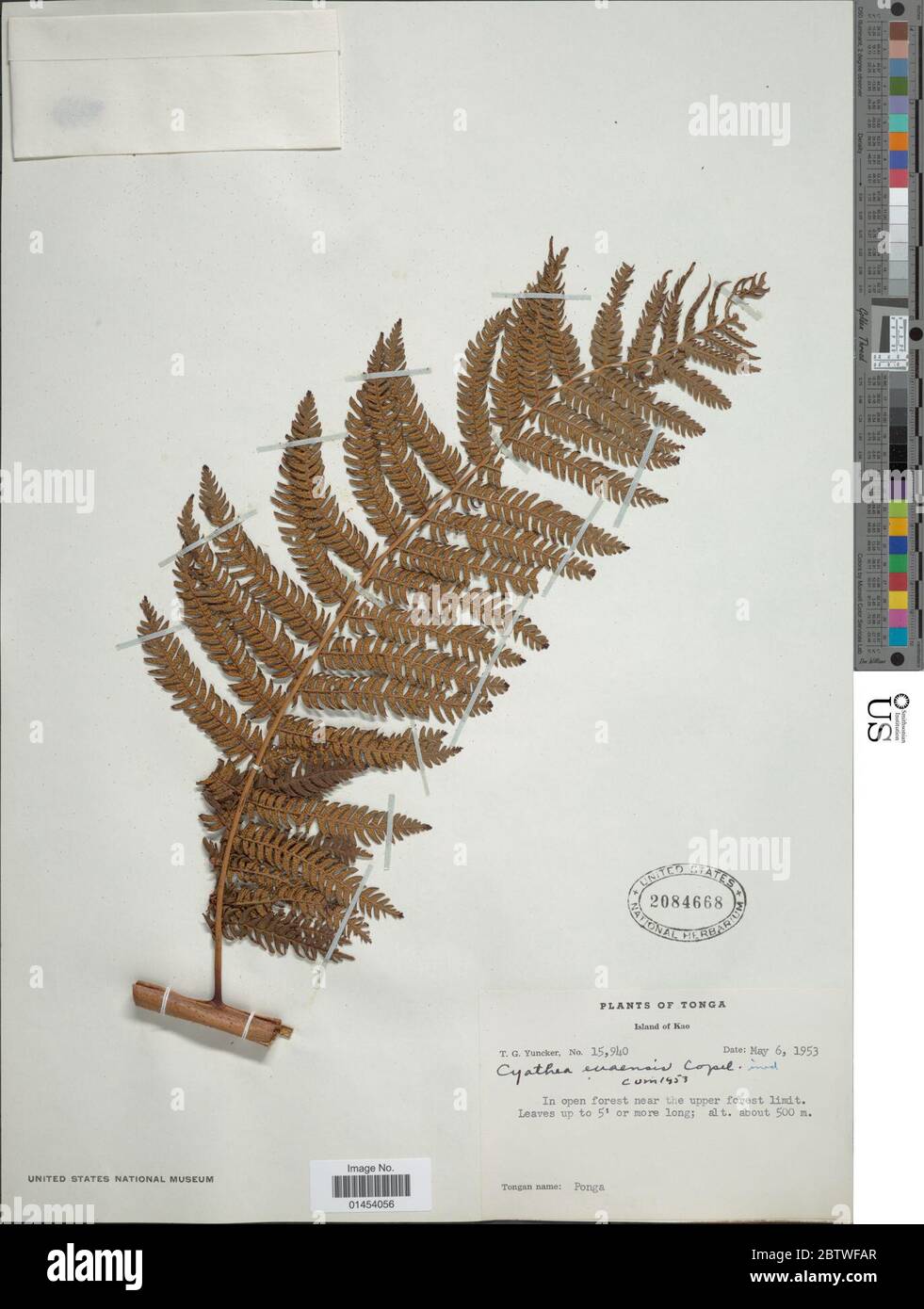 Cyathea lunulata hi-res stock photography and images - Alamy