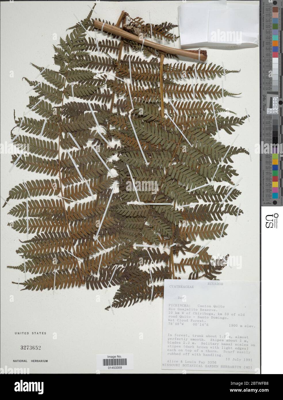 Cyathea sp hi-res stock photography and images - Alamy